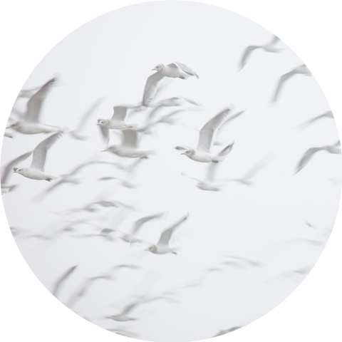 Steven Rice | iHeart