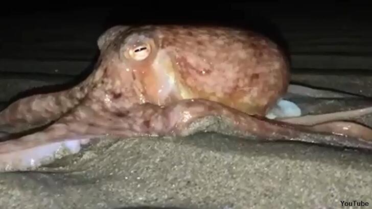 Watch: Waves of 'Walking' Octopuses Wash Ashore in Wales | Coast to ...