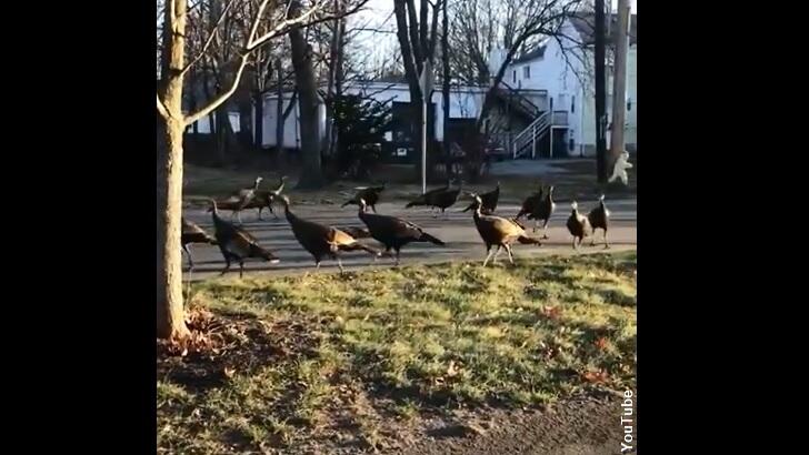 Eerie 'Turkey Circle' Caught on Film | Coast to Coast AM