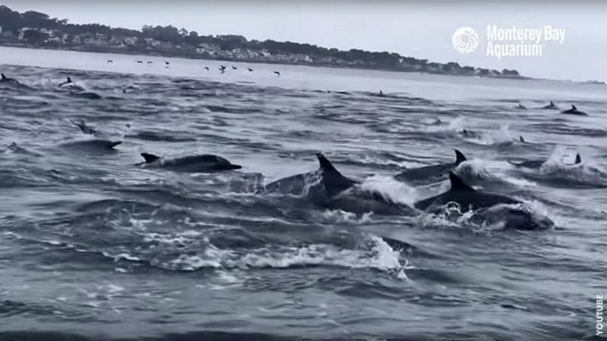 Watch: Hundreds of Dolphins Race in Monterey Bay | Coast to Coast AM