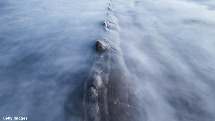 'Sea Monster' Spotted in England | Coast to Coast AM