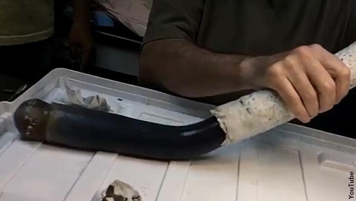 Video: Giant Shipworm Found Alive for the First Time | Coast to Coast AM