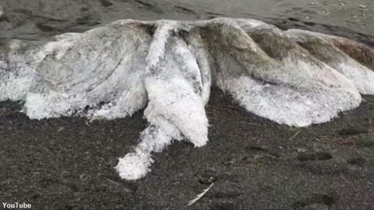 Video: Weird Sea Creature Remains Wash Ashore in Siberia | Coast to ...