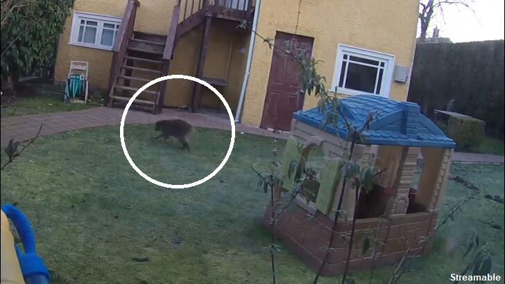 Watch: Strange Tailless Mystery Creature Filmed in Vancouver Backyard ...
