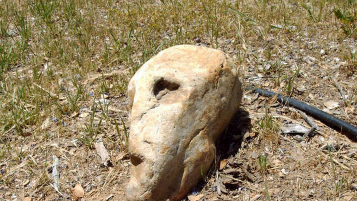 'Alien Head' in My Front Yard | Coast to Coast AM