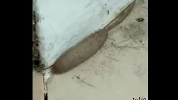 Watch: Bizarre 'Rat Worm' Filmed | Coast to Coast AM