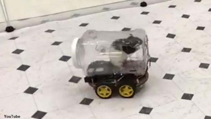 Watch: Rats Taught to Drive Tiny Cars | Coast to Coast AM