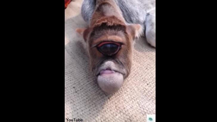 Video: Cyclops Cow Born in India | Coast to Coast AM