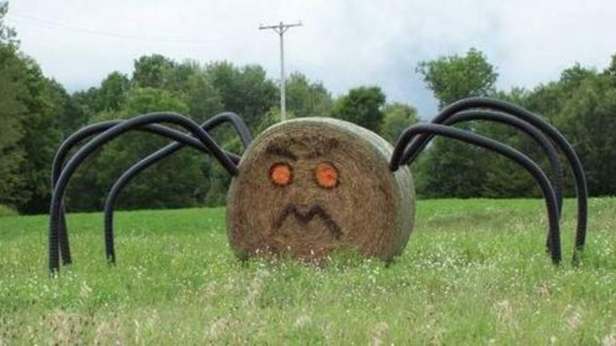 Spider Made of Hay | Coast to Coast AM
