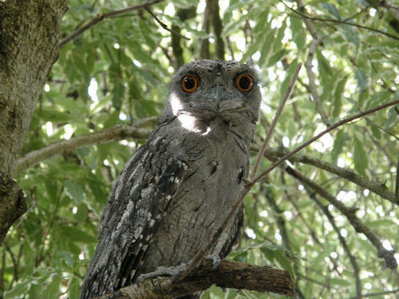 Tawny Frogmouth Owl | Coast to Coast AM