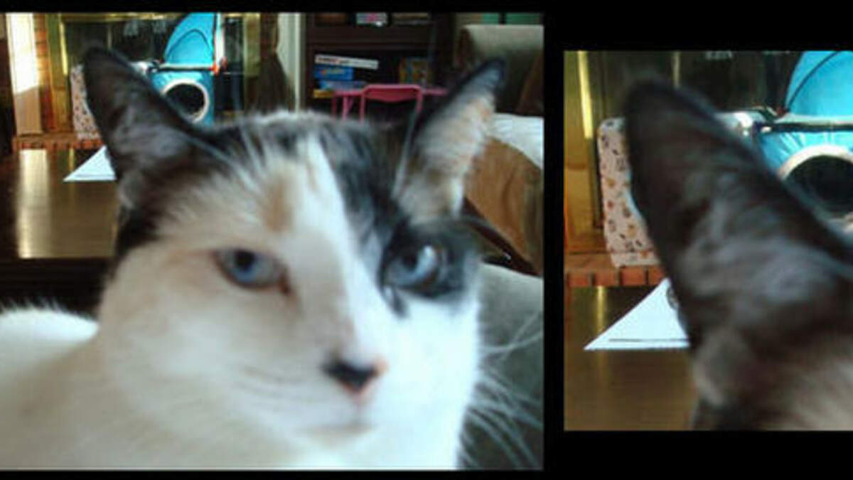 Dark Haired Lady in Cat's Ear | Coast to Coast AM