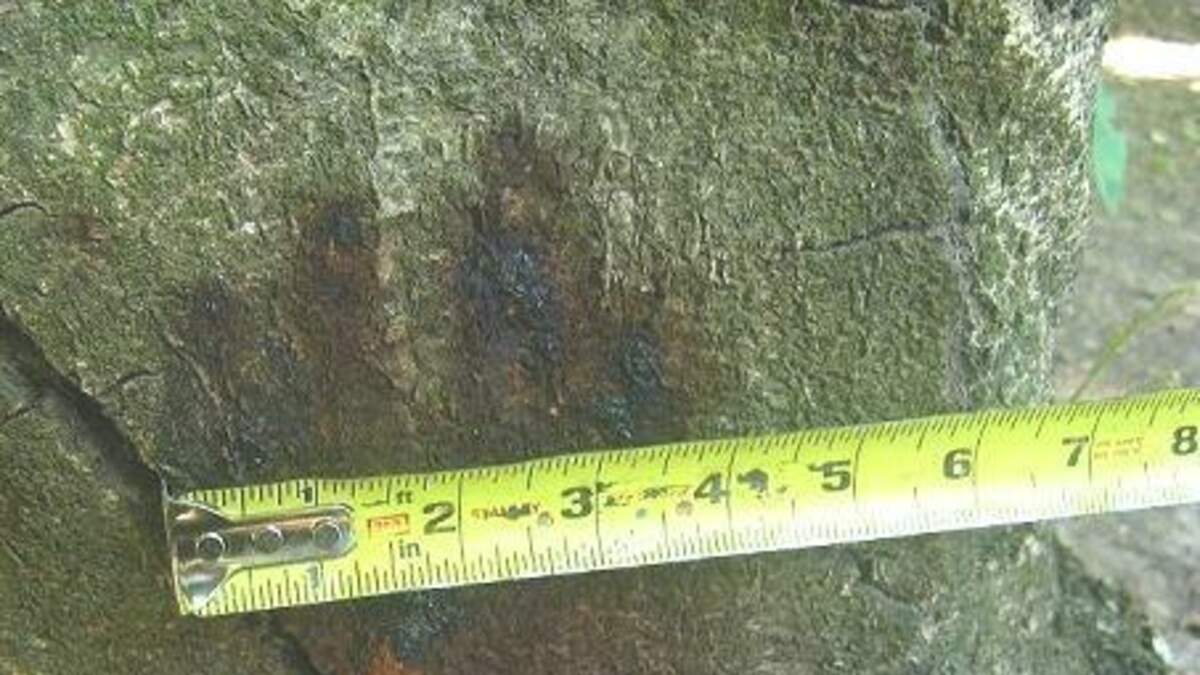 Demon Paw Print? III | Coast to Coast AM