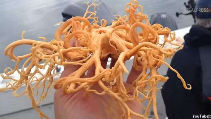 Video: 'Alien' Creature Caught in Alaska | Coast to Coast AM