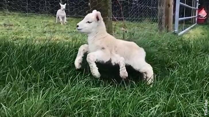 Extra Leg Saves Newborn Lamb | Coast to Coast AM