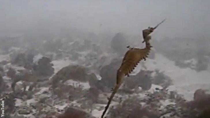 Watch: Ruby Seadragon Filmed for the First Time | Coast to Coast AM
