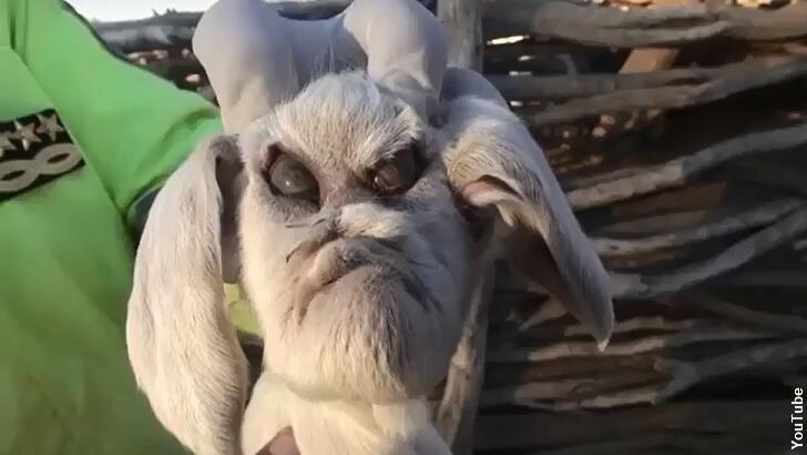 'Demonic' Goat Born in Argentina | Coast to Coast AM