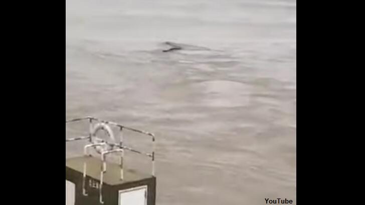 Watch: 'River Monster' Filmed in China | Coast to Coast AM