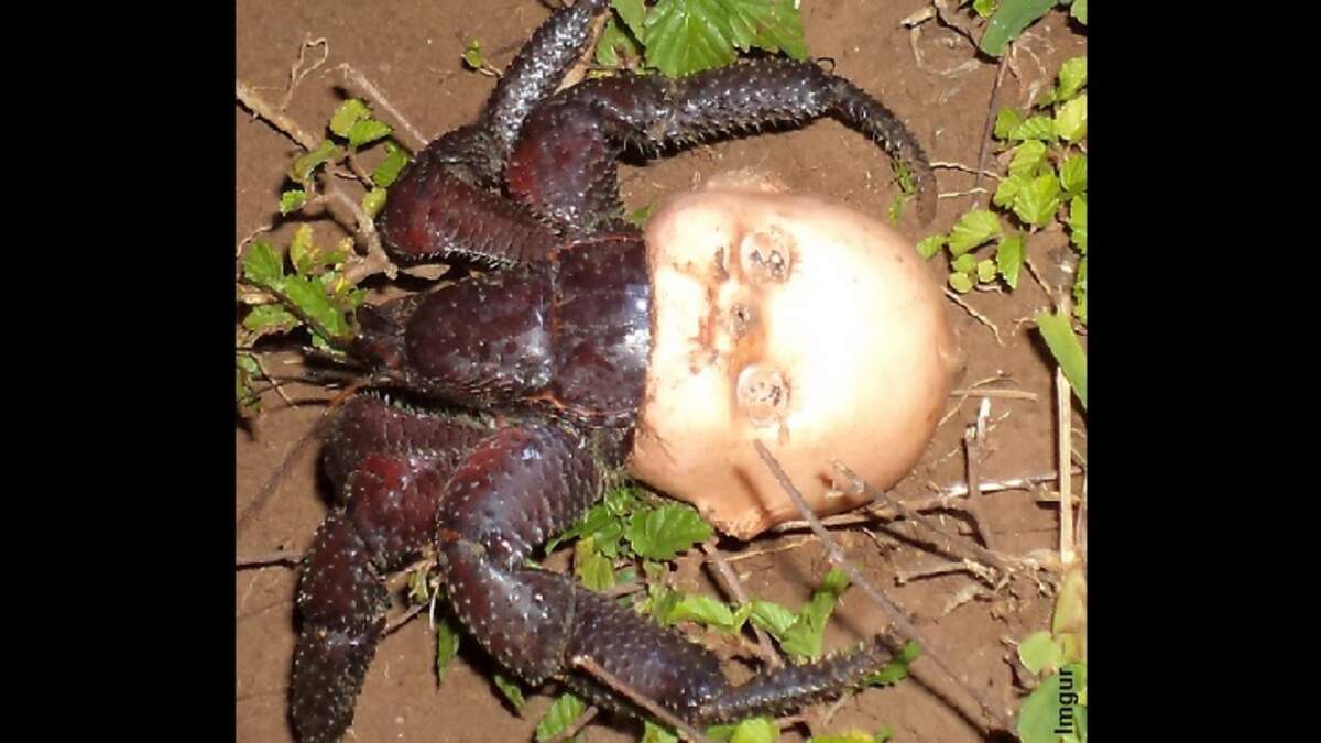 Hermit Crab Sports Creepy 'Shell' | Coast to Coast AM