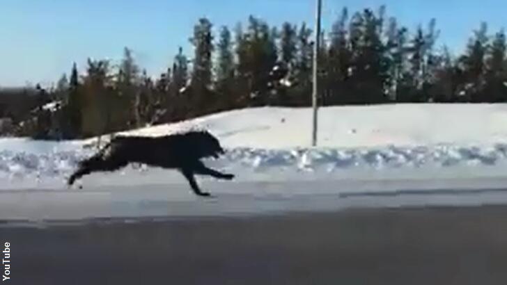 Watch: Monstrous Wolves Run Alongside Car on Highway | Coast to Coast AM