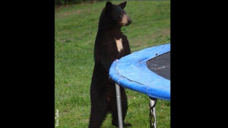 Video: Bipedal Bear is Heir to Pedals' Throne | Coast to Coast AM