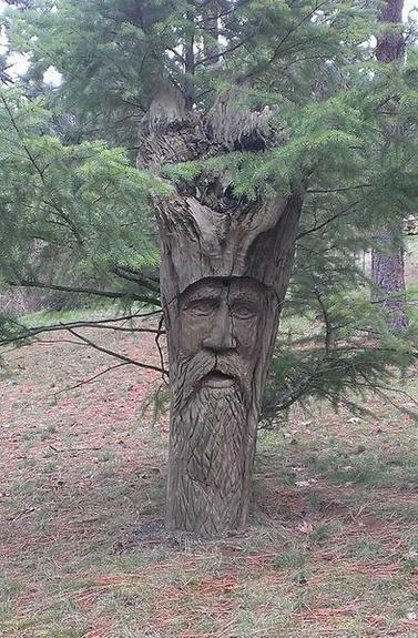 Old Man Tree | Coast to Coast AM