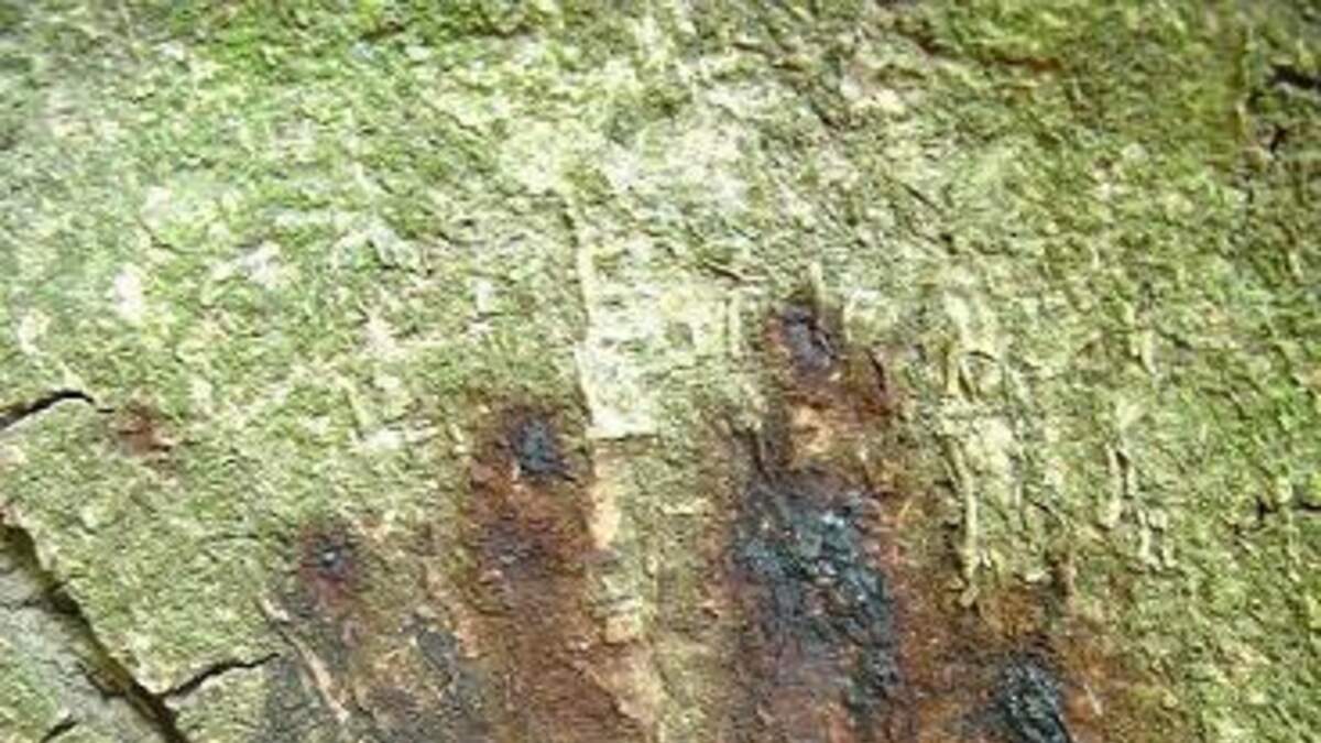 Demon Paw Print? | Coast to Coast AM