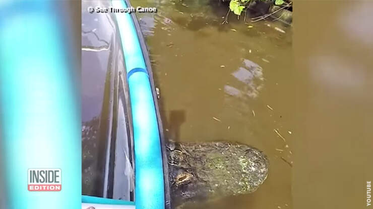 Watch: Canoe Gets Stuck on Alligator | Coast to Coast AM