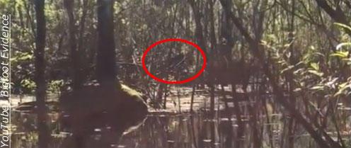 New Bigfoot Footage from Florida | Coast to Coast AM
