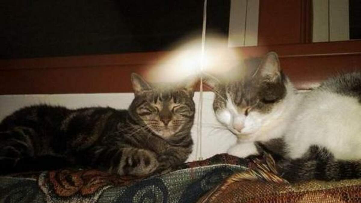 Psychic Cat Connection? | Coast to Coast AM