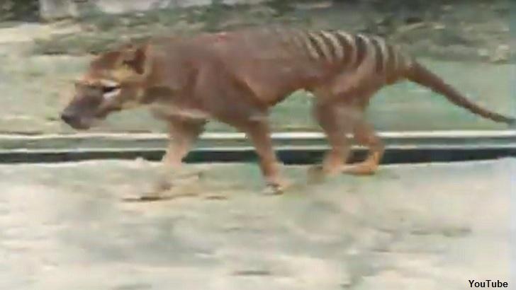 Video: Rare Footage of Last Known Tasmanian Tiger Gets Colorized ...
