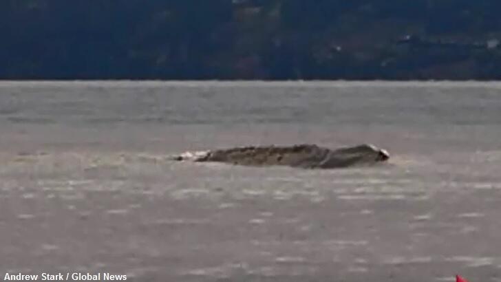 Video: Ogopogo Spotted Again? | Coast to Coast AM
