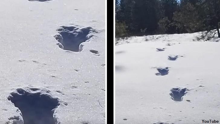 Video: Set of Sasquatch Tracks Found? | Coast to Coast AM