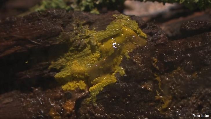 Video: Wondrous 'Blob' Creature Showcased at Paris Zoo | Coast to Coast AM
