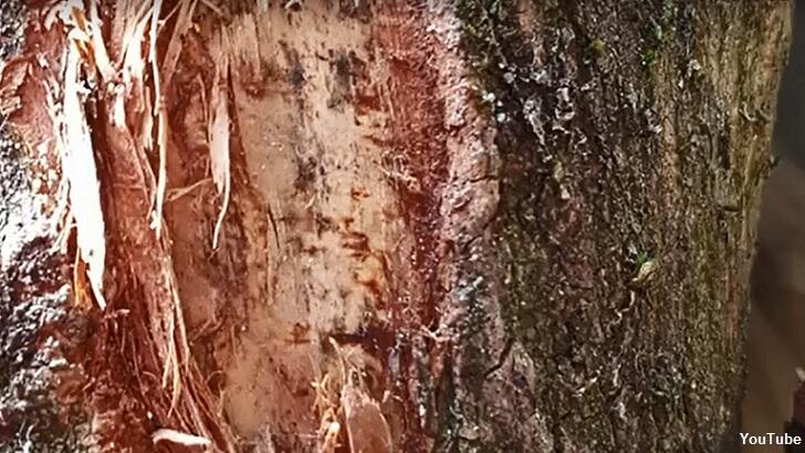 'Face of Jesus' Spotted on Tree Trunk | Coast to Coast AM