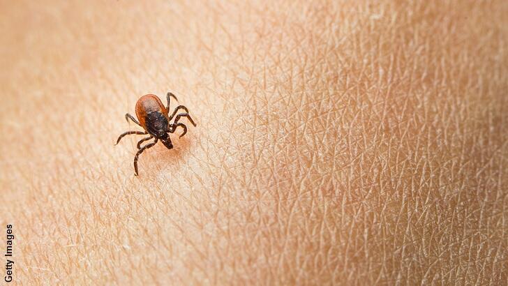 Runaway Tick Causes Panic at Press Conference in Japan | Coast to Coast AM