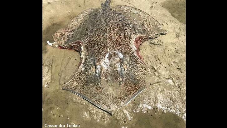 Stingray Sports Bizarre Bite Marks | Coast to Coast AM