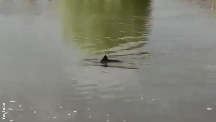 'Mystery Creature' Filmed in the River Thames | Coast to Coast AM