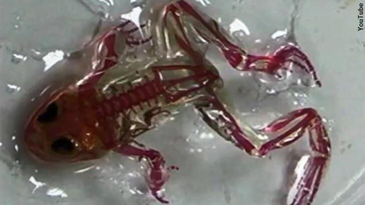 Watch: Transparent Mutant Frogs Found in Russia | Coast to Coast AM