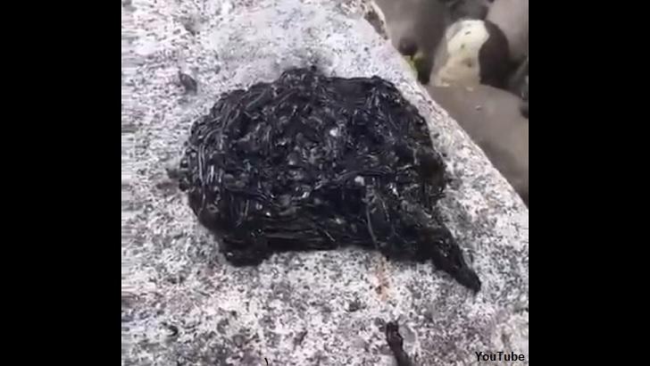 Unsettling 'Venom' Slime Caught on Film | Coast to Coast AM
