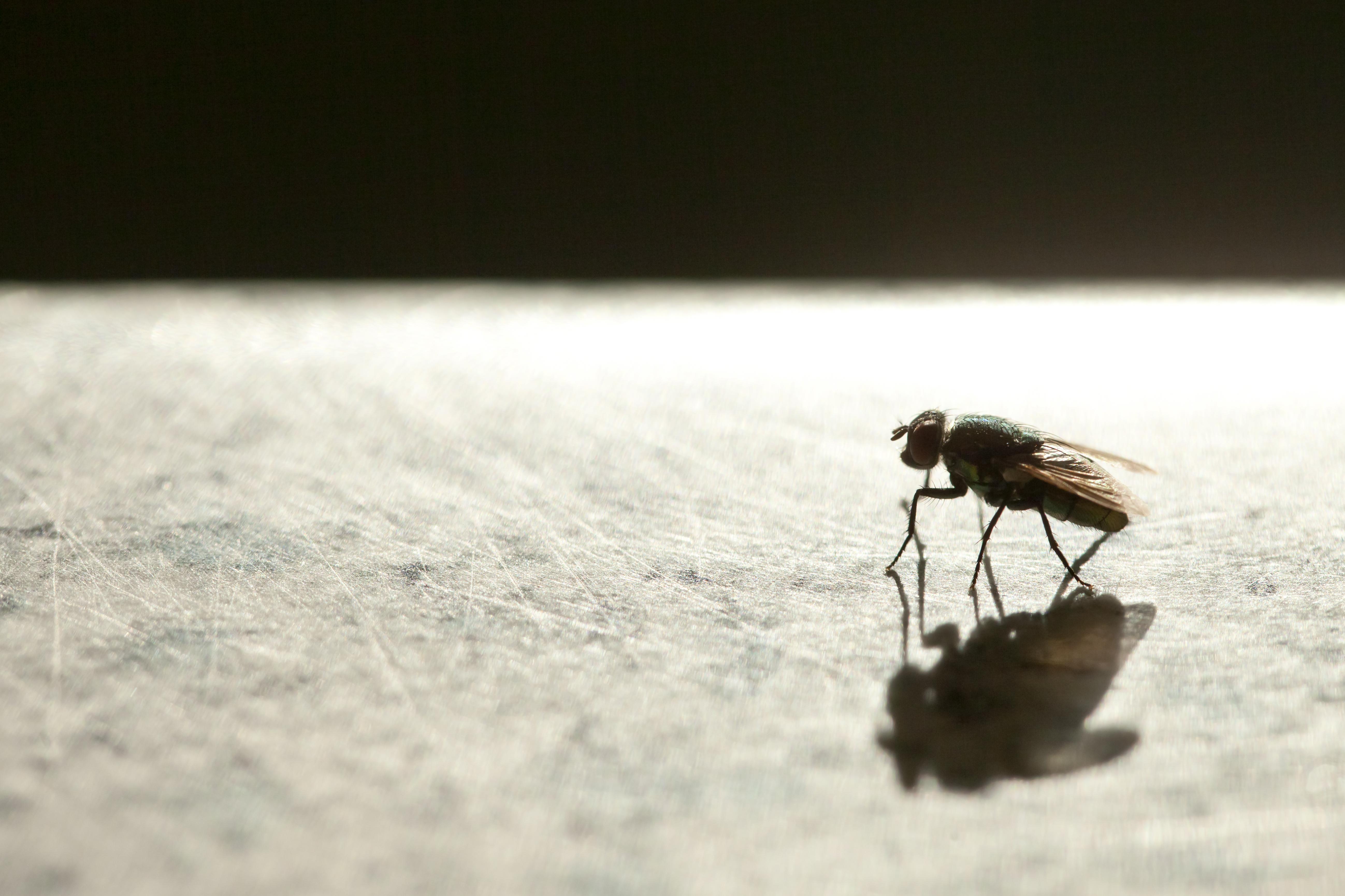 Fly Found "Buzzing Around" Inside Patient During Colonoscopy | iHeart