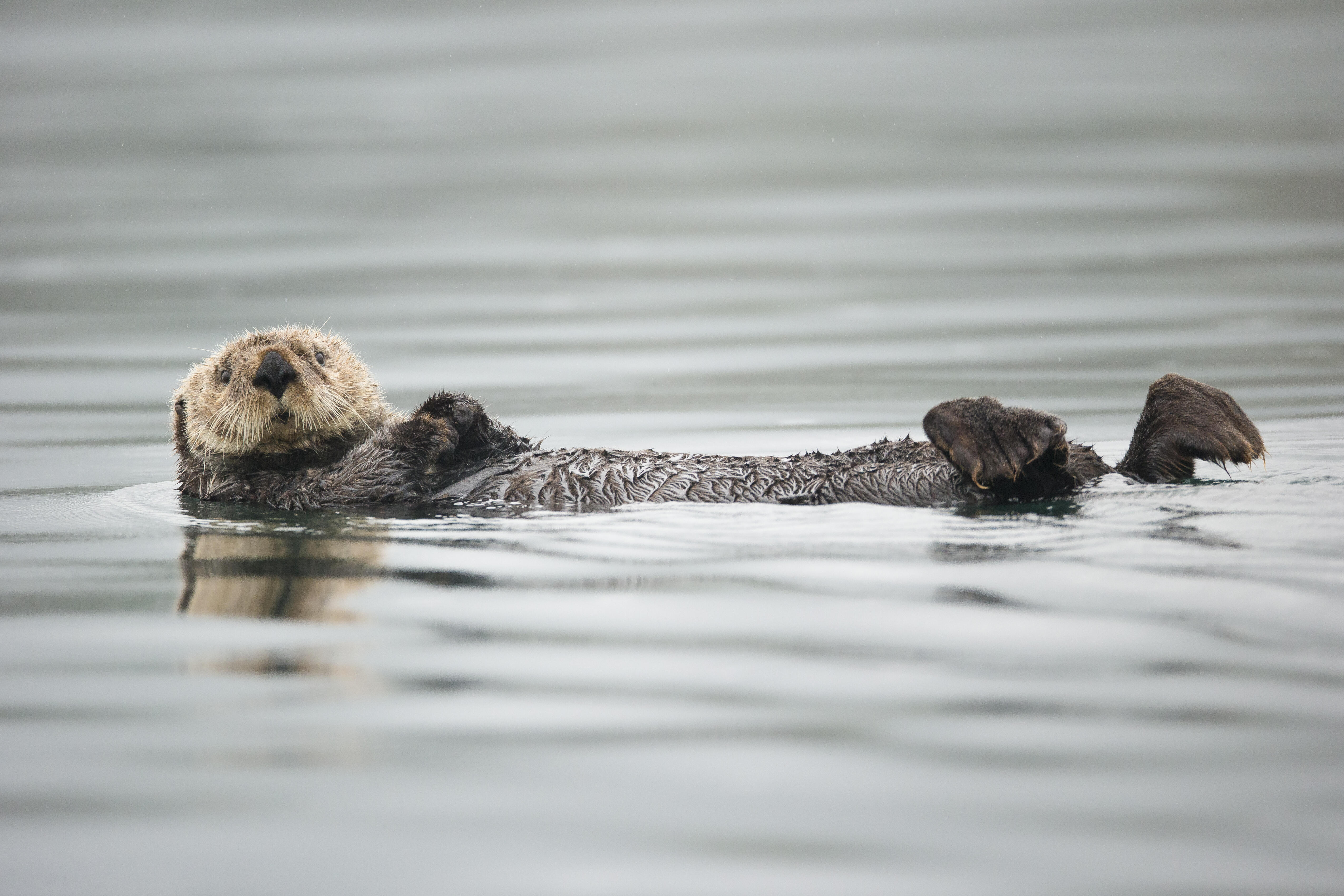 Watch Pregnant Otter Steals Surfers Board Iheart