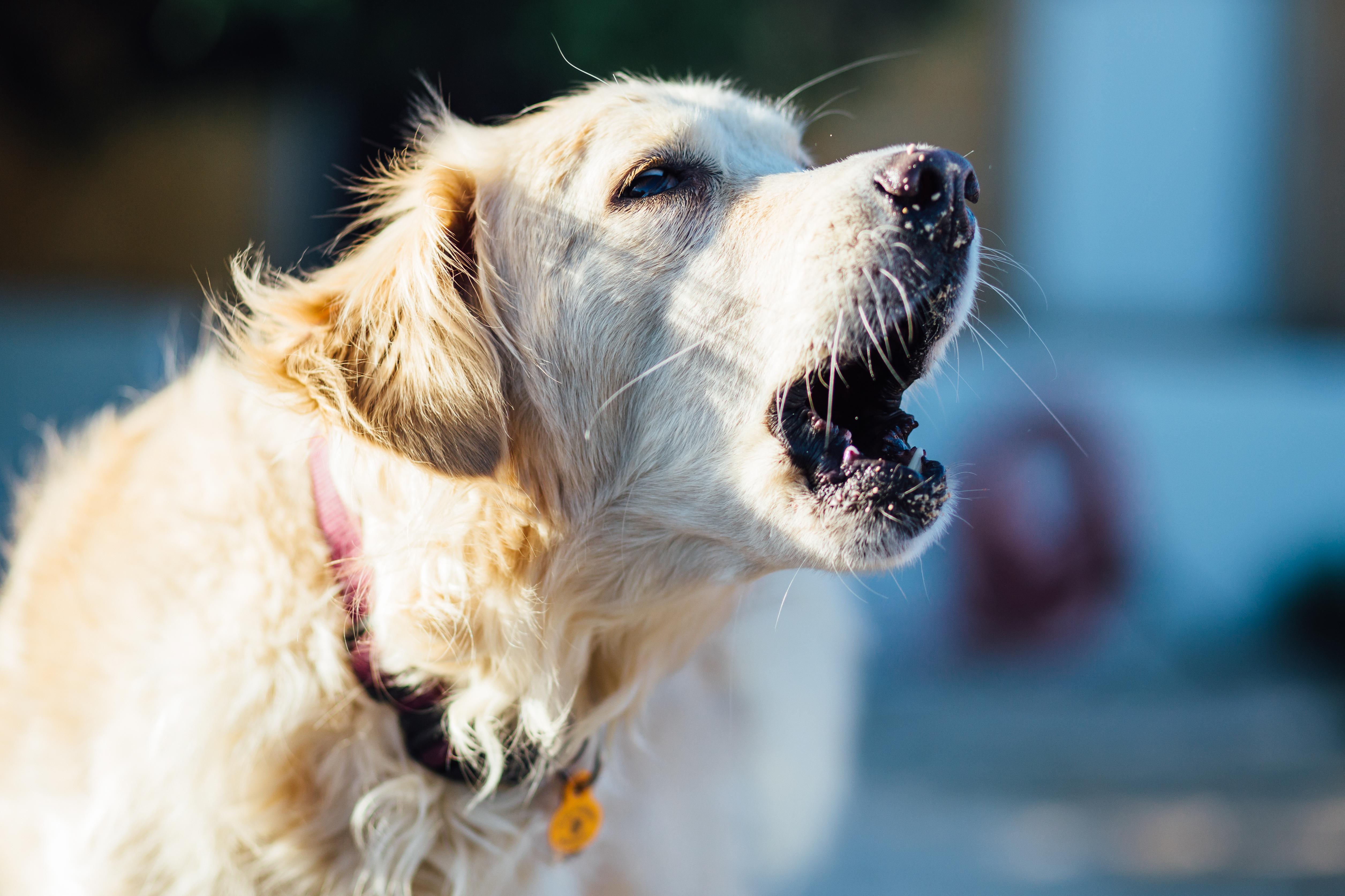 Video Catches Dogs Chasing Intruders Away From Colorado Family's Home ...
