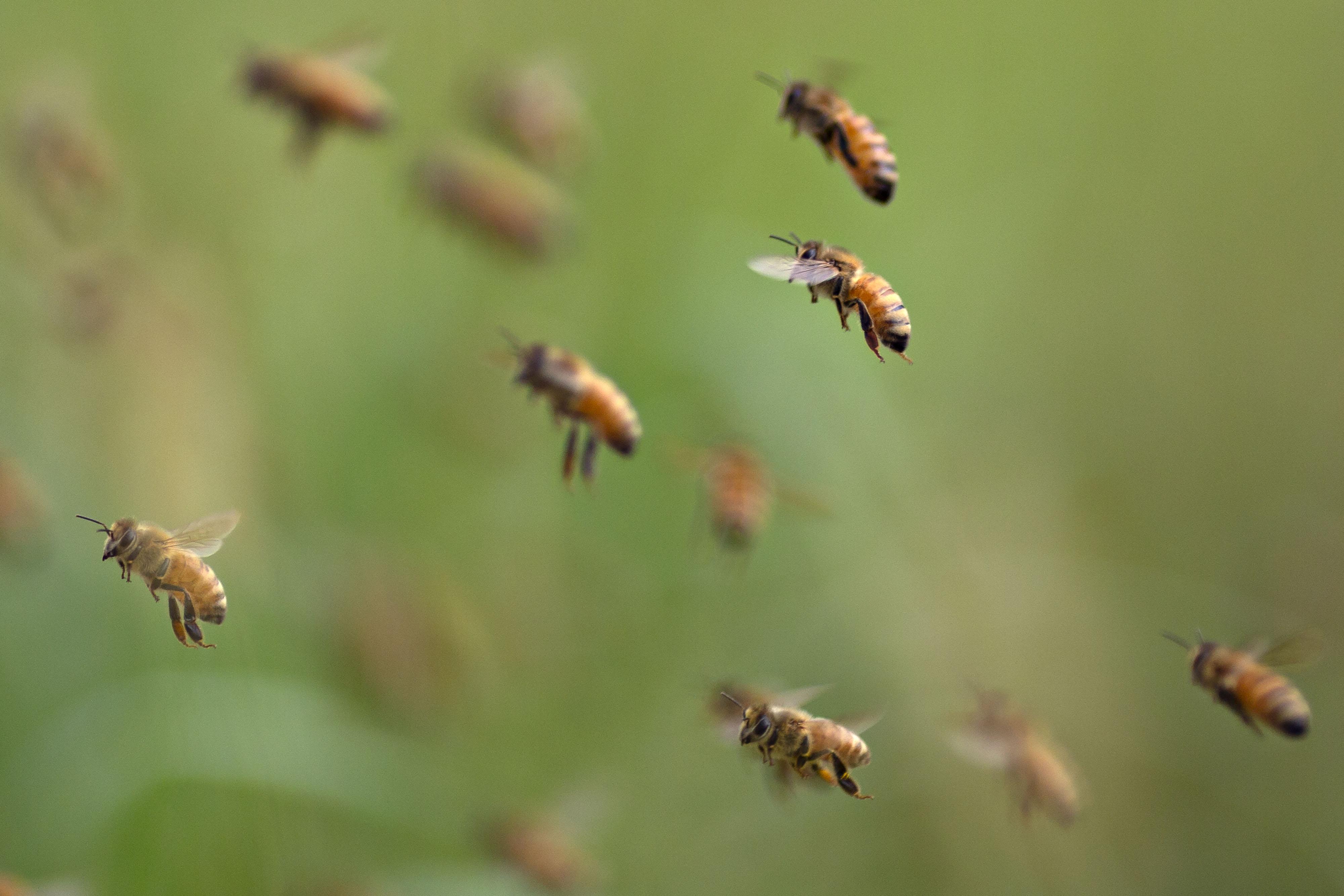Why Did My Bees Fly Away IHeart