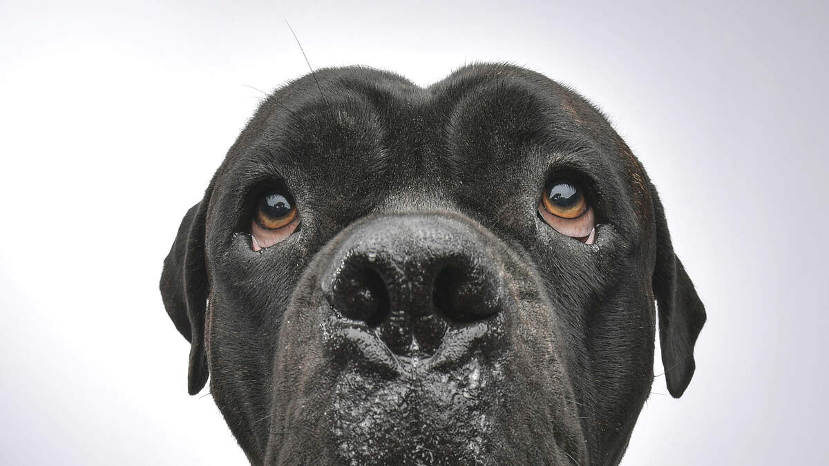 Animal Shelter's Honest Post About “Hot Mess Dog” Goes Viral | 100.7 ...