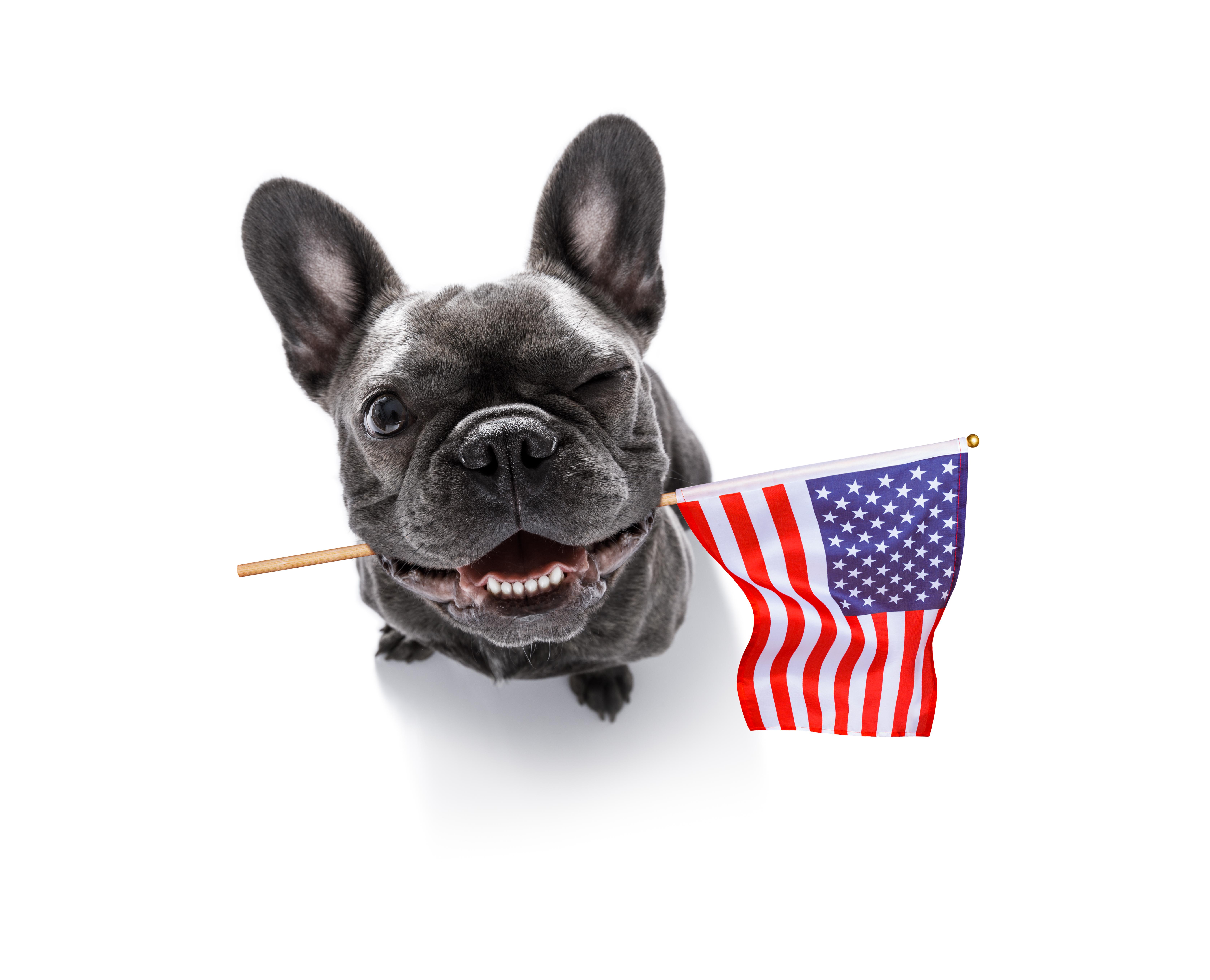What Was The First Dog In America