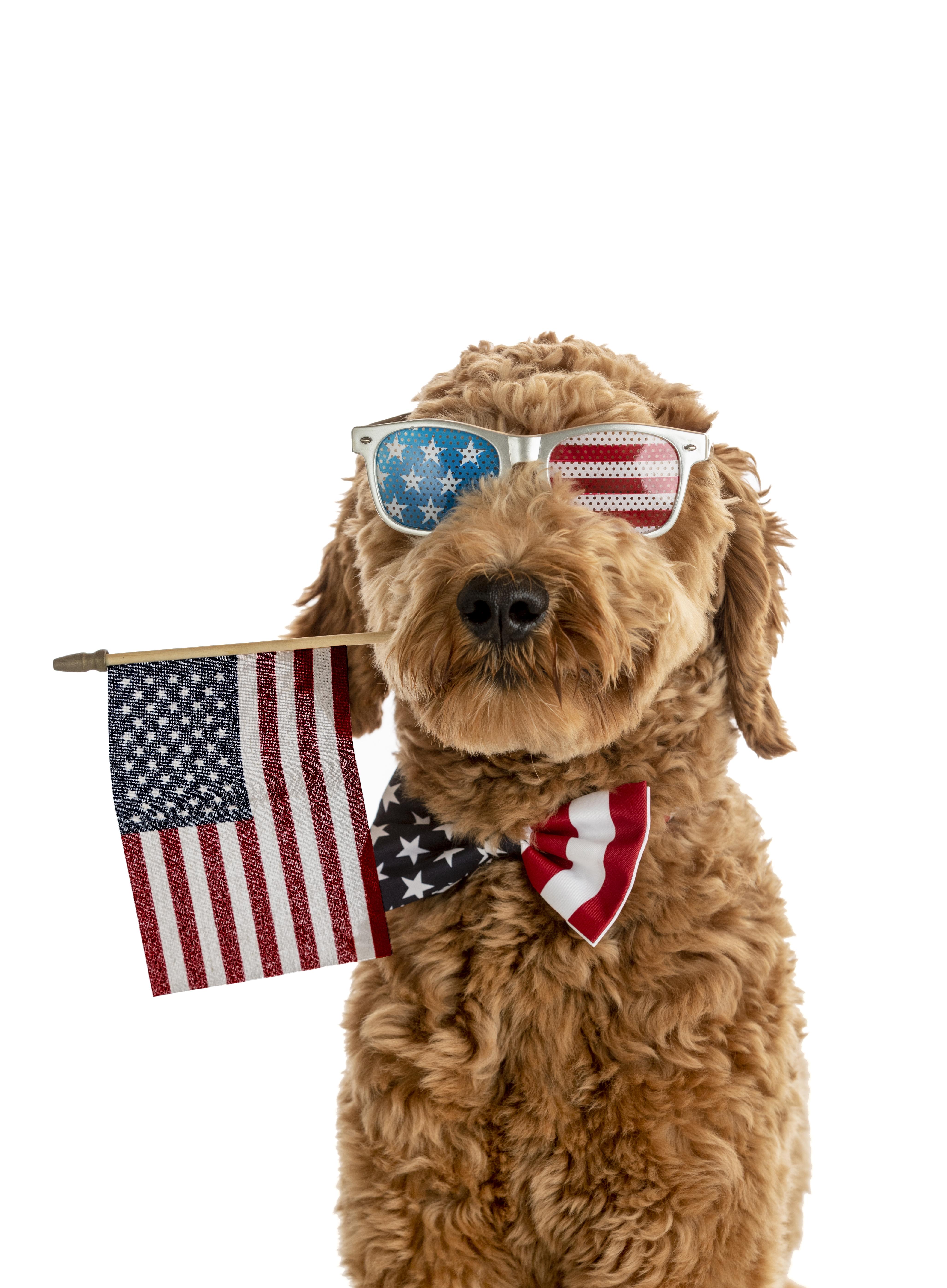 Today’s highly interesting read (05/25/2023): Puppy Dog Republicans ...