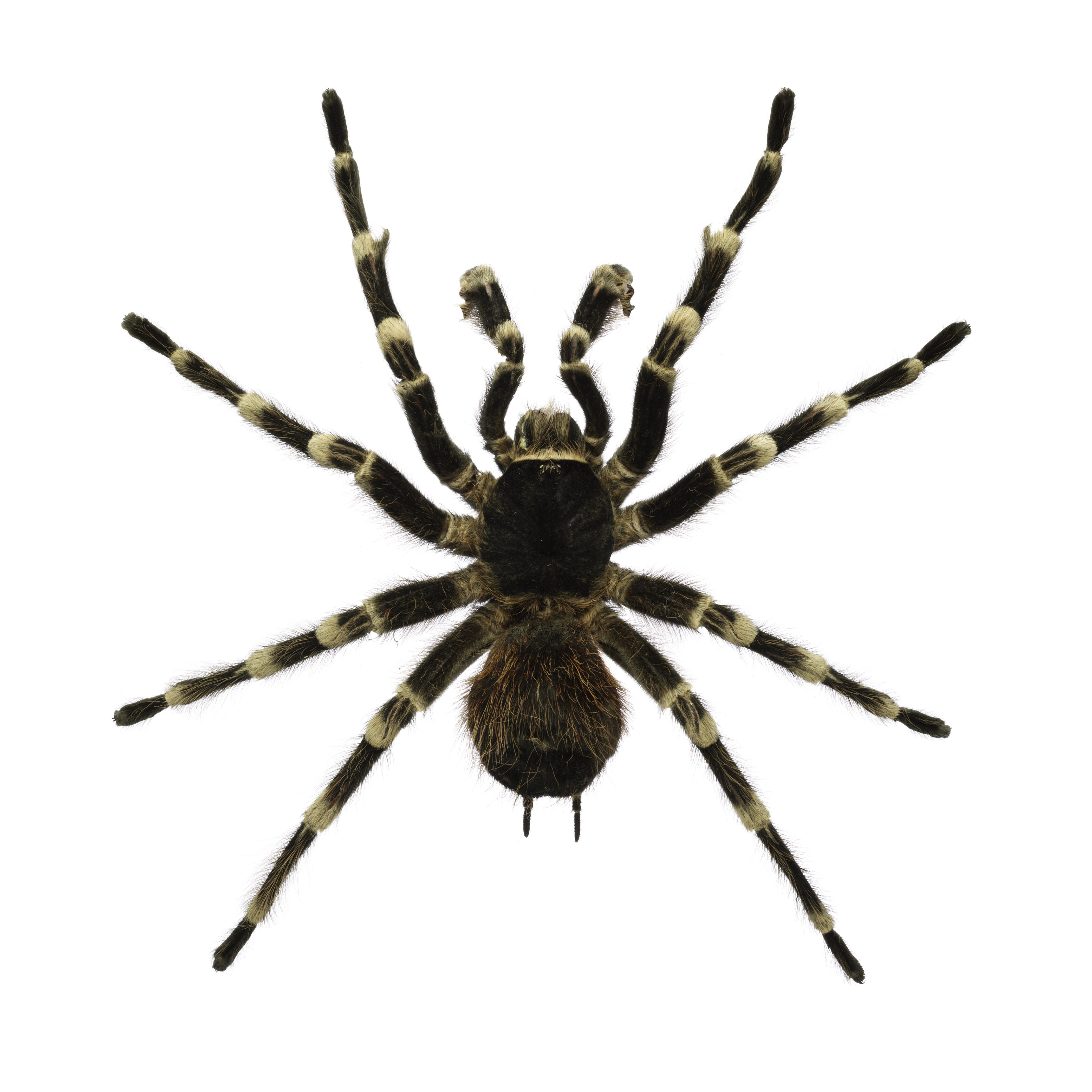 Spider venom news insecticide?? | iHeart