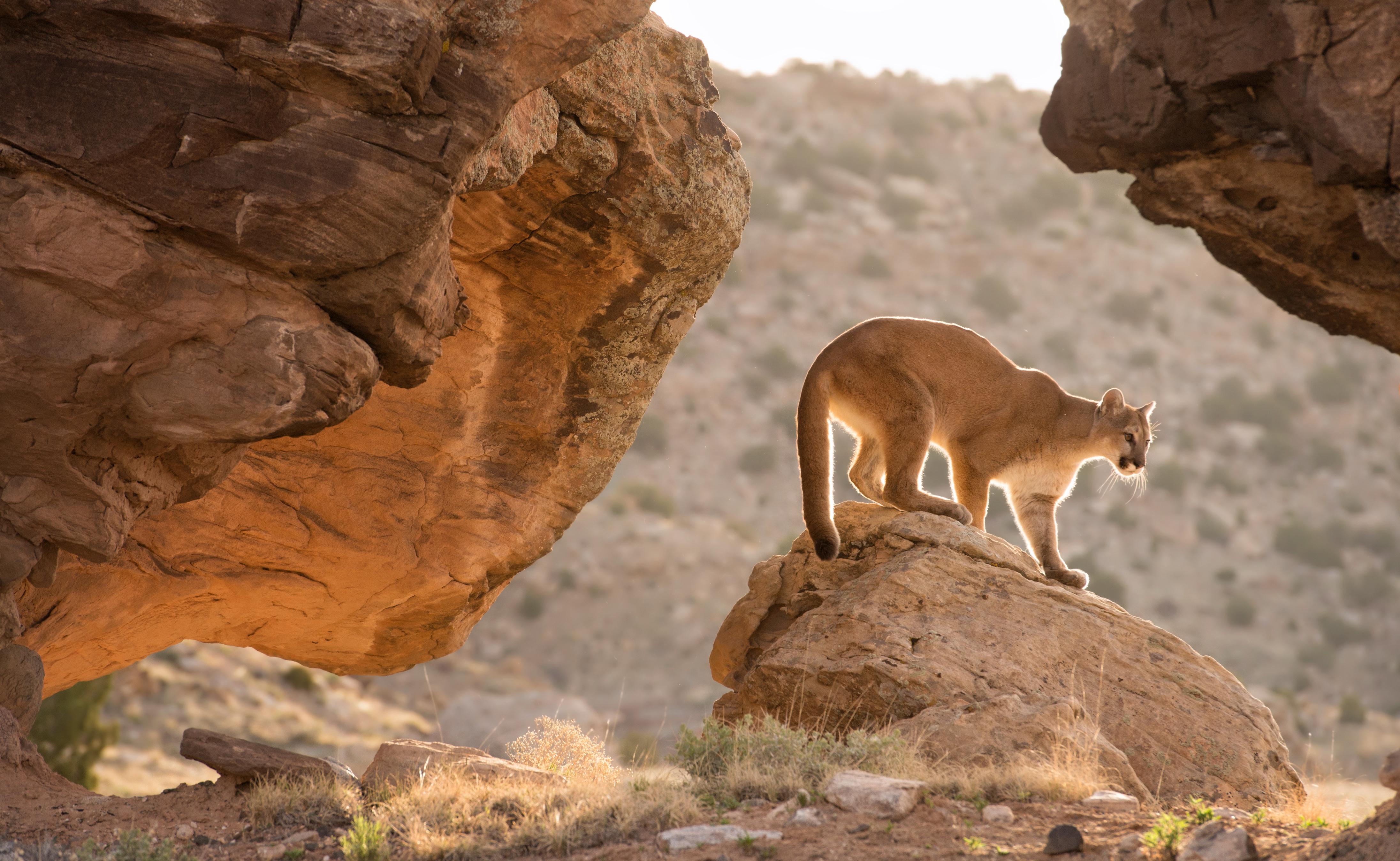 9/24/24 Blog: Why The Mountain Lion Hunting Ban Is A Bad Idea | iHeart