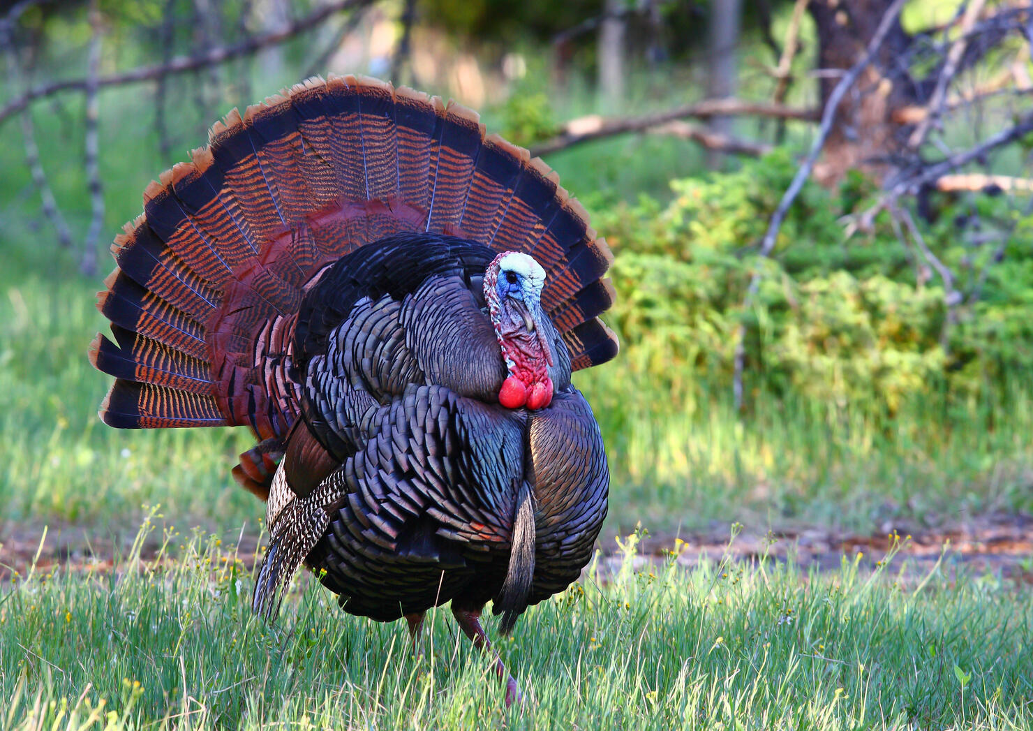 PETA Suggests Alternative Endings For Turkeys | iHeart