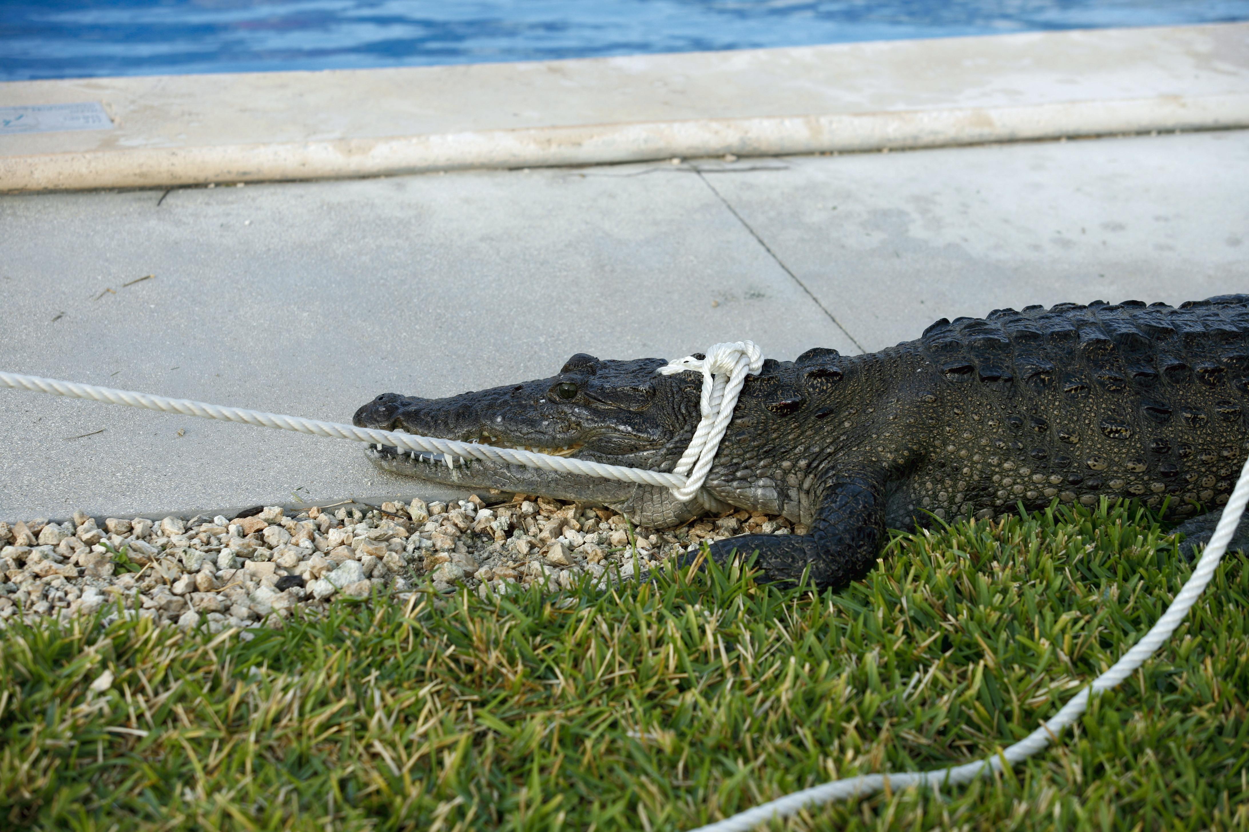 ‘See ya later gator’: Police move alligator from busy N. Charleston Rd ...
